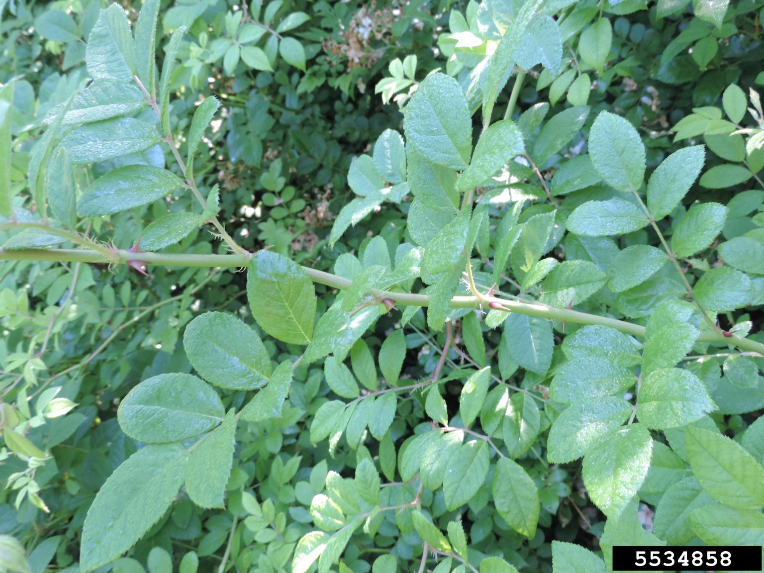 multiflora rose, Rosa multiflora (Rosales: Rosaceae) - 5534858