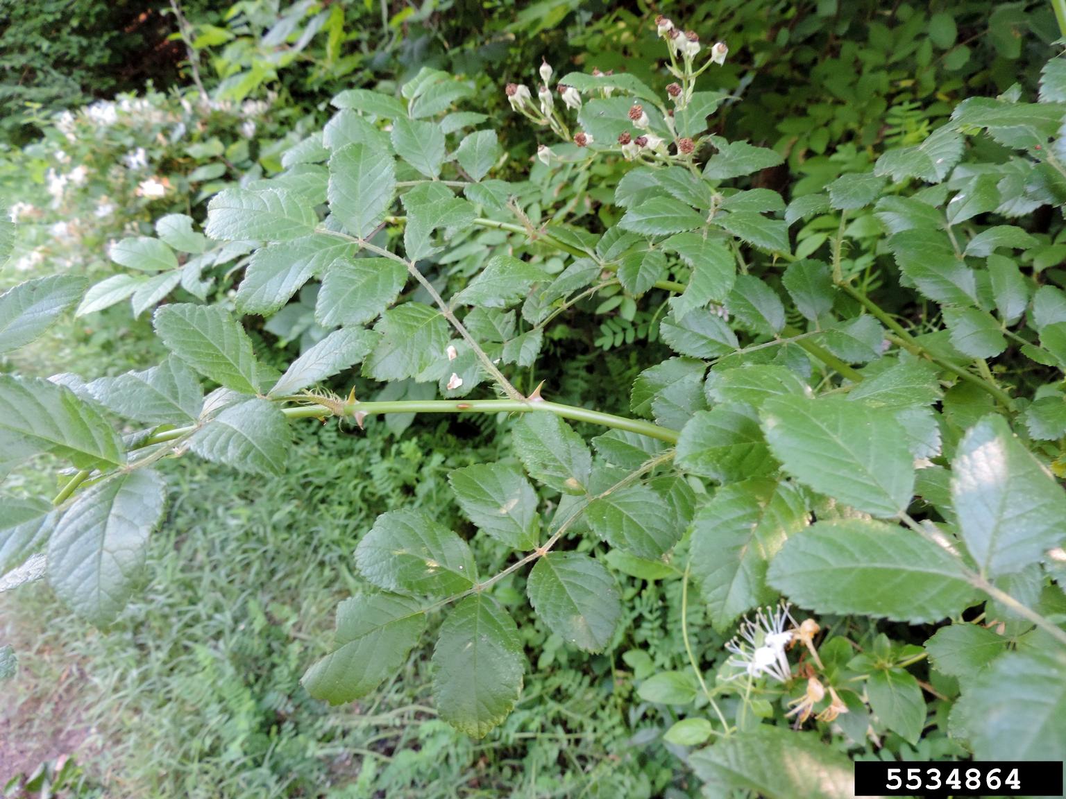 multiflora rose (Rosa multiflora Thunb.)