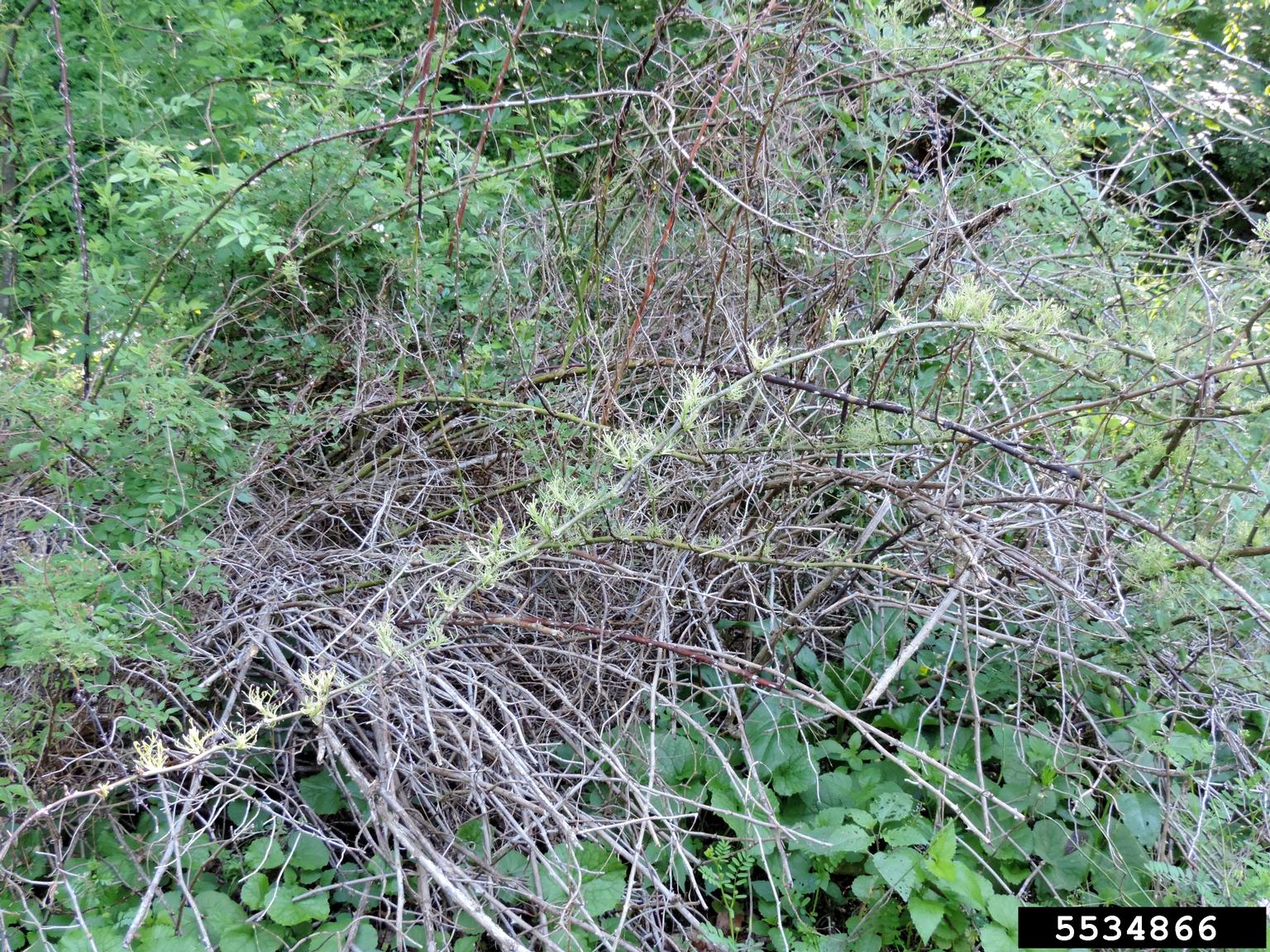 multiflora rose (Rosa multiflora Thunb.)