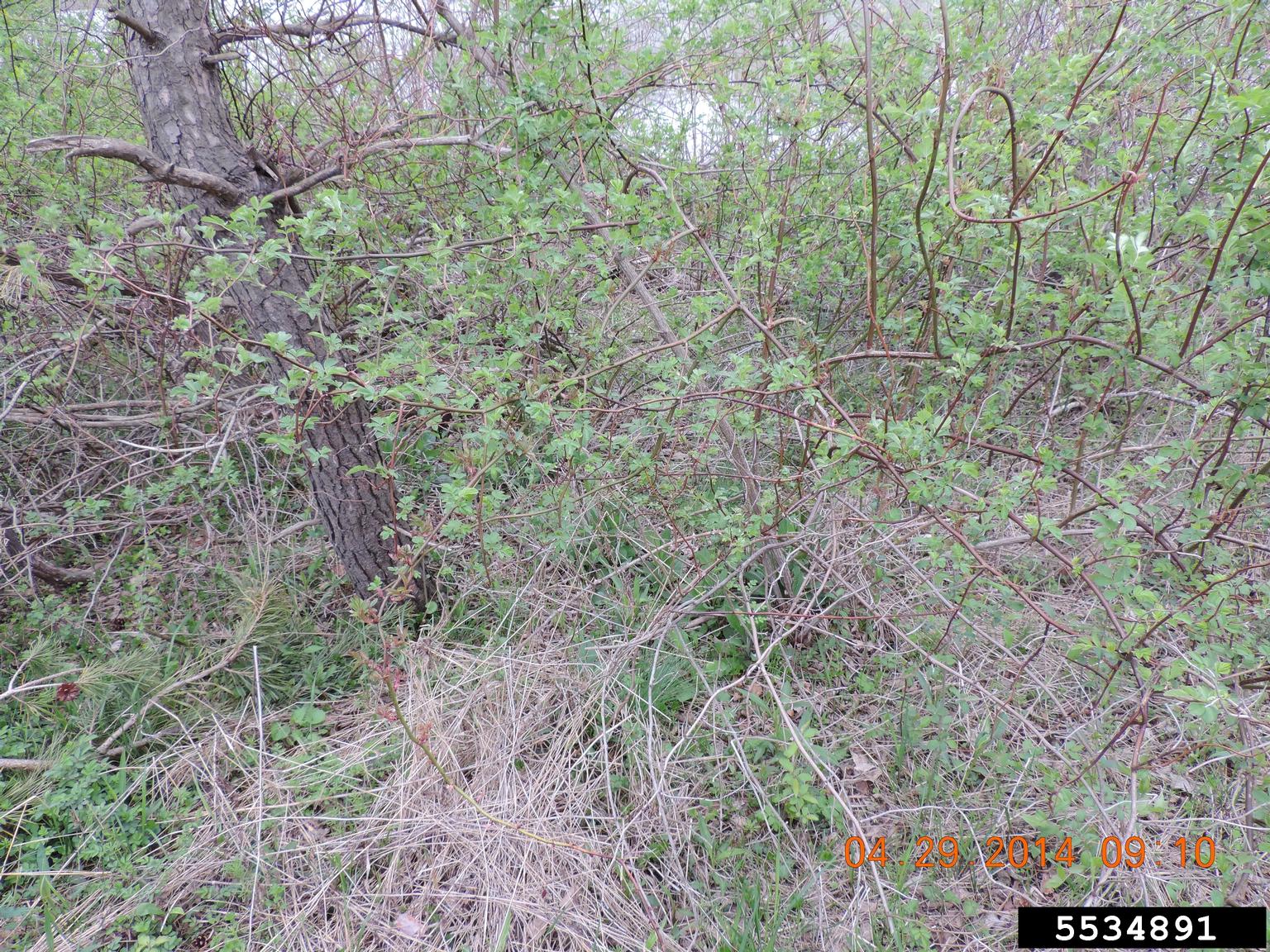 multiflora rose (Rosa multiflora Thunb.)