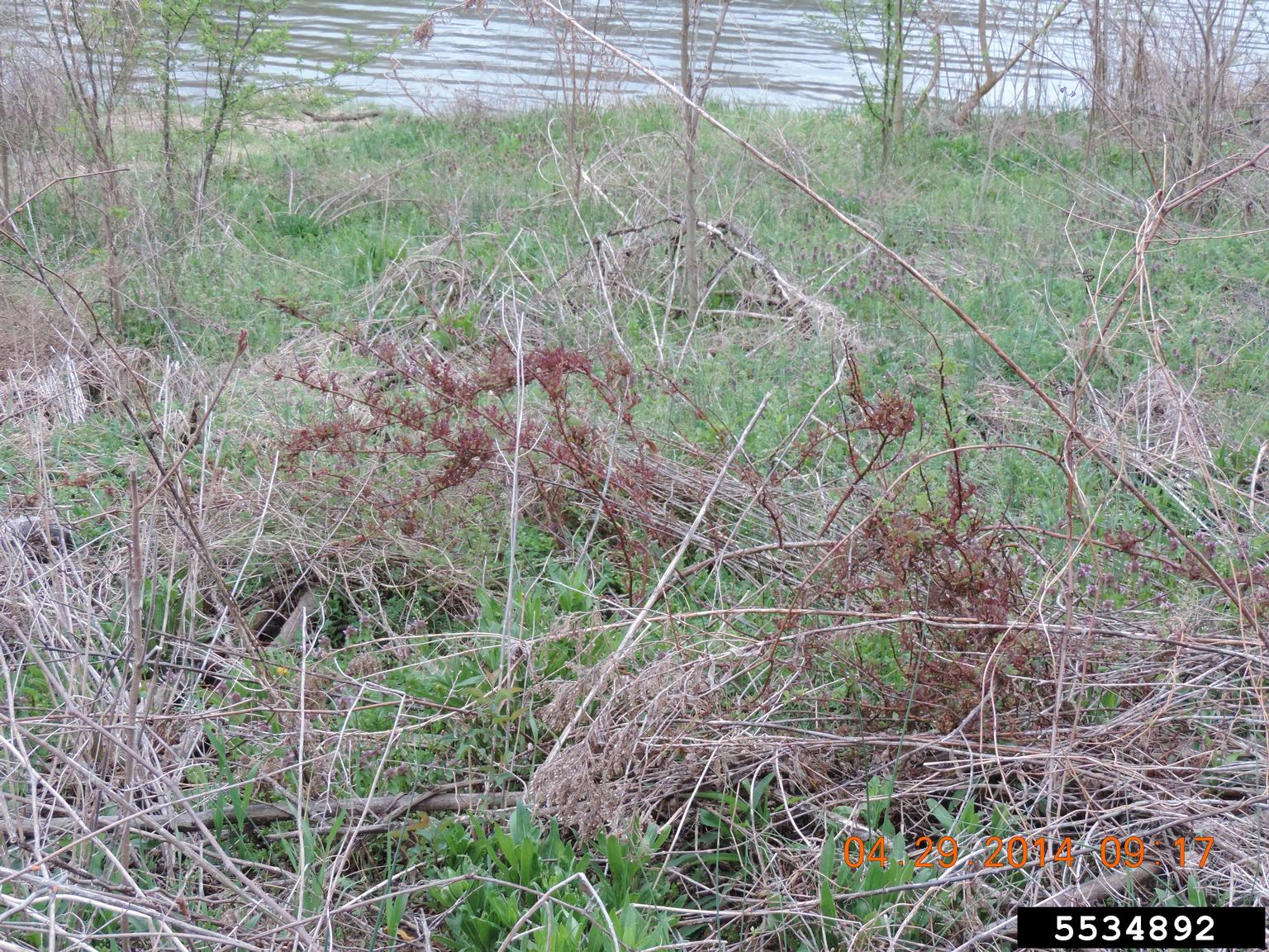 multiflora rose (Rosa multiflora)