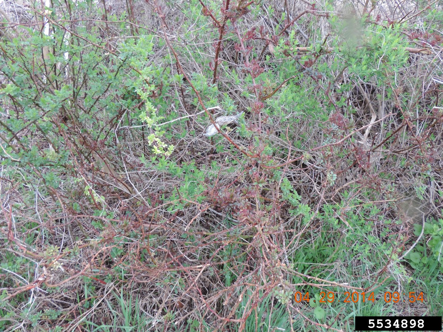multiflora rose, Rosa multiflora (Rosales: Rosaceae) - 5534898