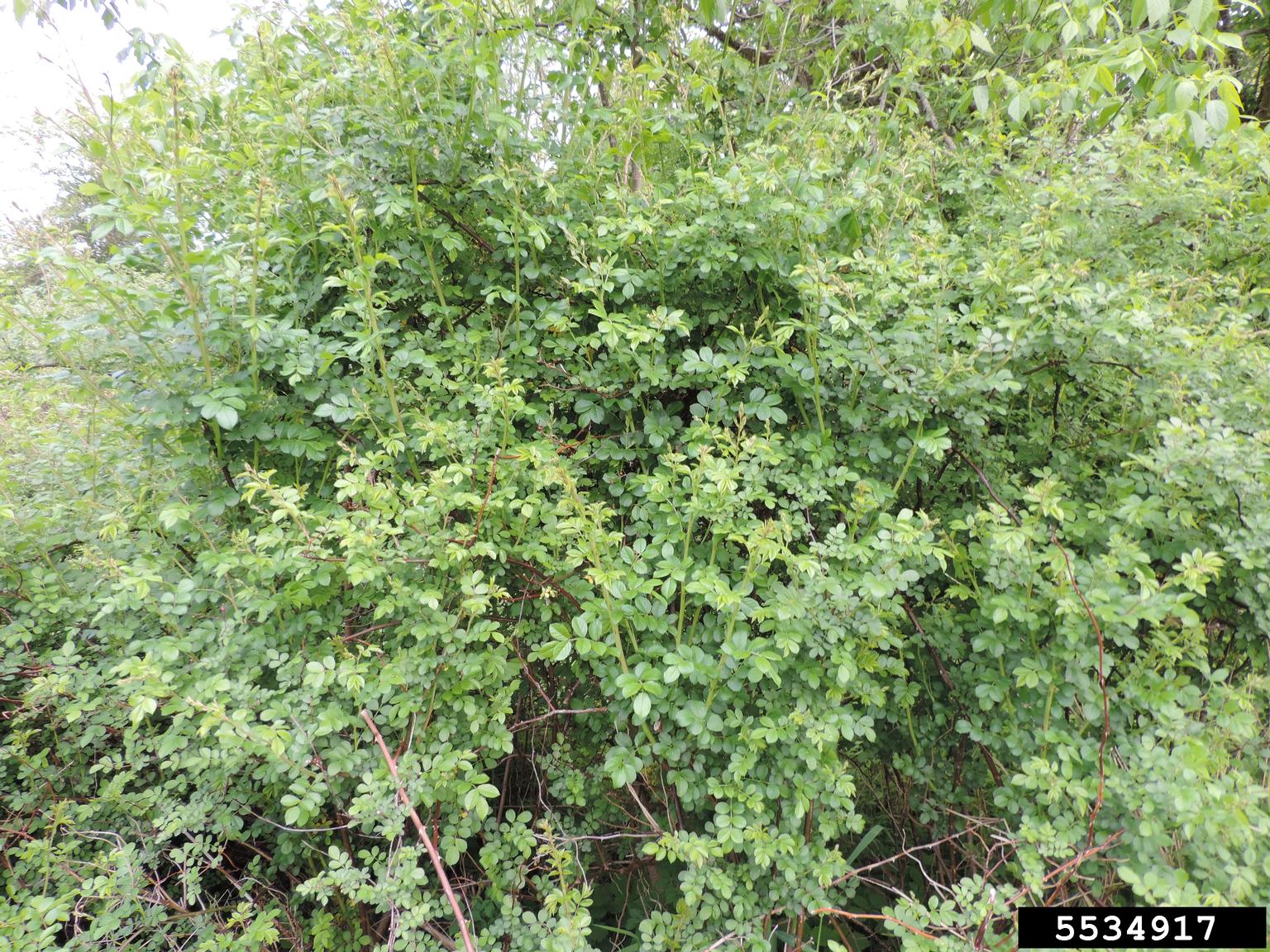 multiflora rose, Rosa multiflora (Rosales: Rosaceae) - 5534917