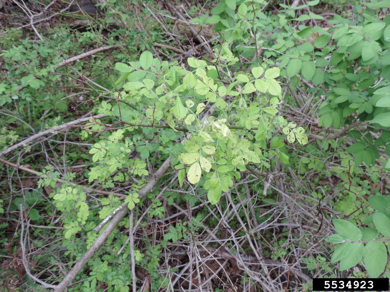 multiflora rose (Rosa multiflora Thunb.)