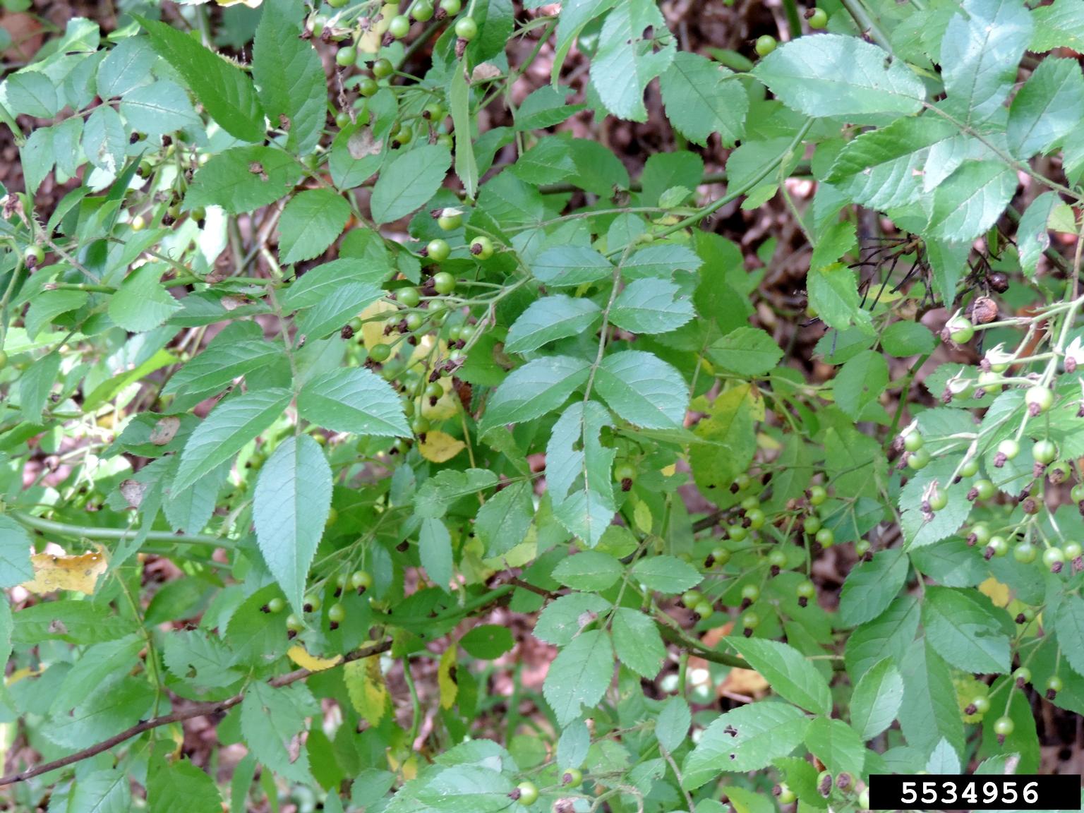 multiflora rose (Rosa multiflora Thunb.)