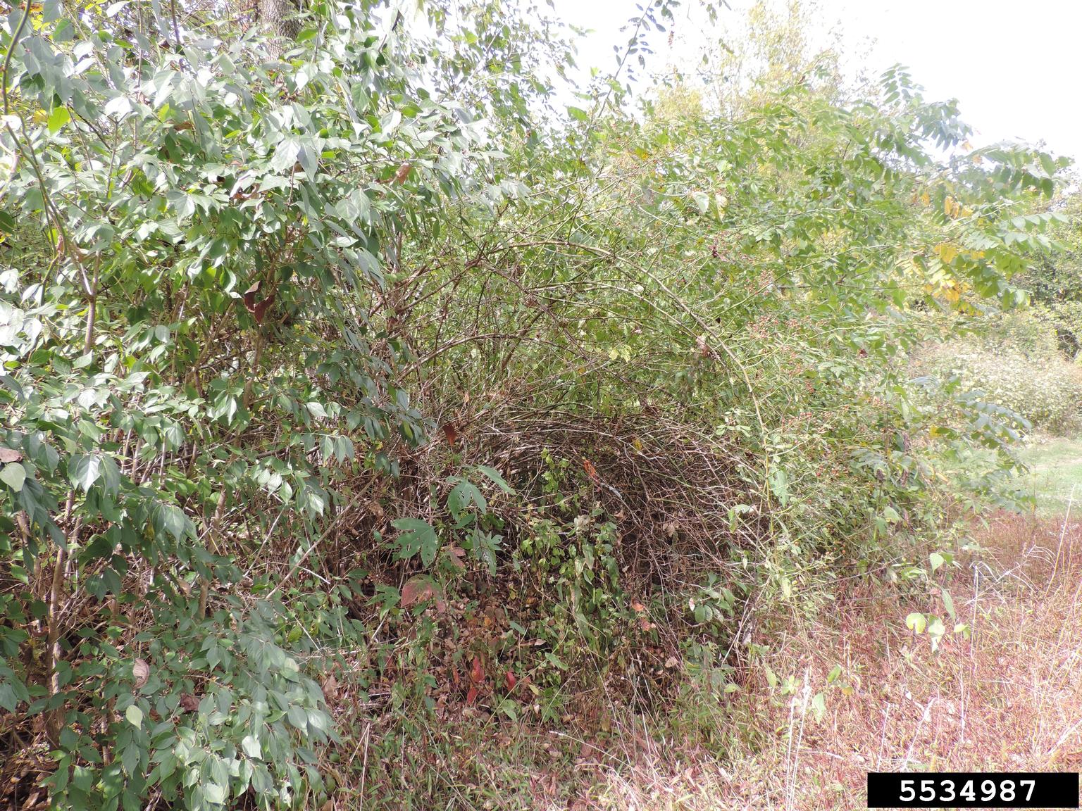 multiflora rose (Rosa multiflora Thunb.)