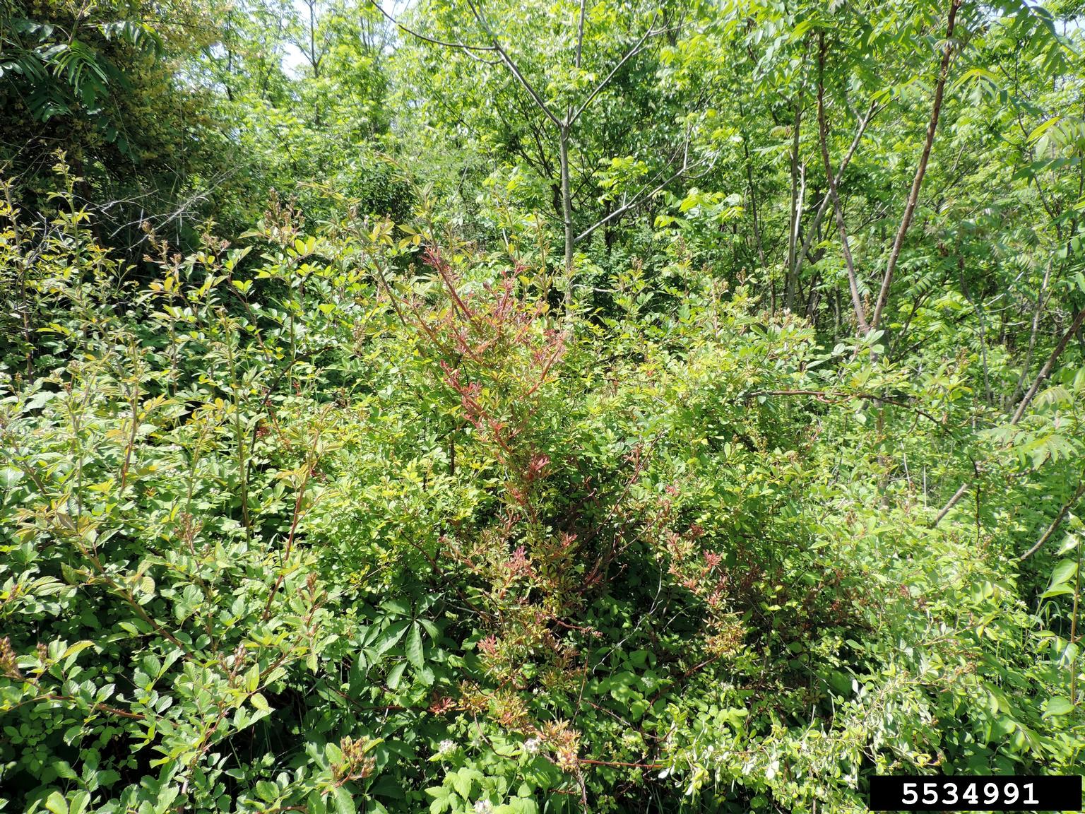 multiflora rose (Rosa multiflora Thunb.)