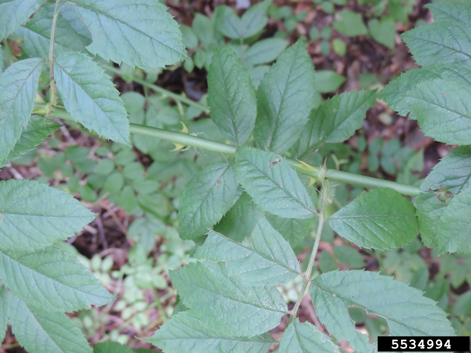 multiflora rose (Rosa multiflora Thunb.)