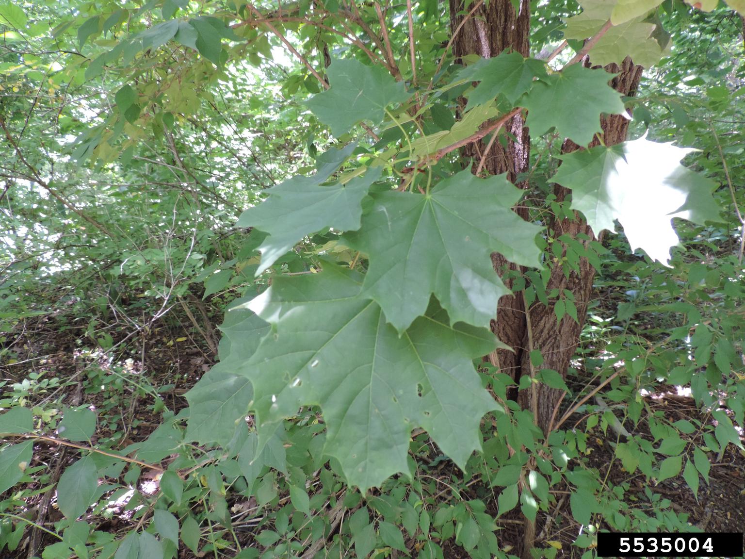 Norway maple (Acer platanoides L.)