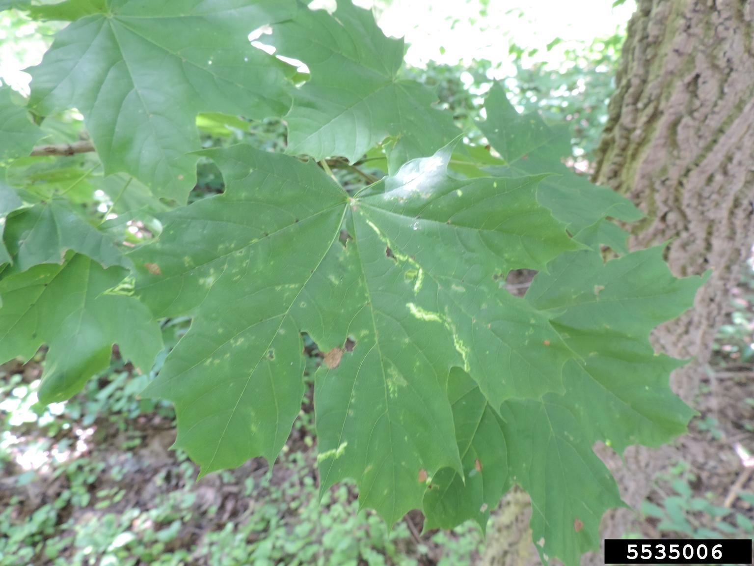 Norway maple (Acer platanoides)