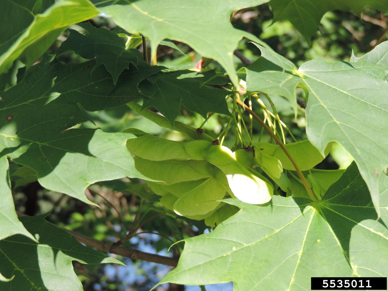Norway maple (Acer platanoides)