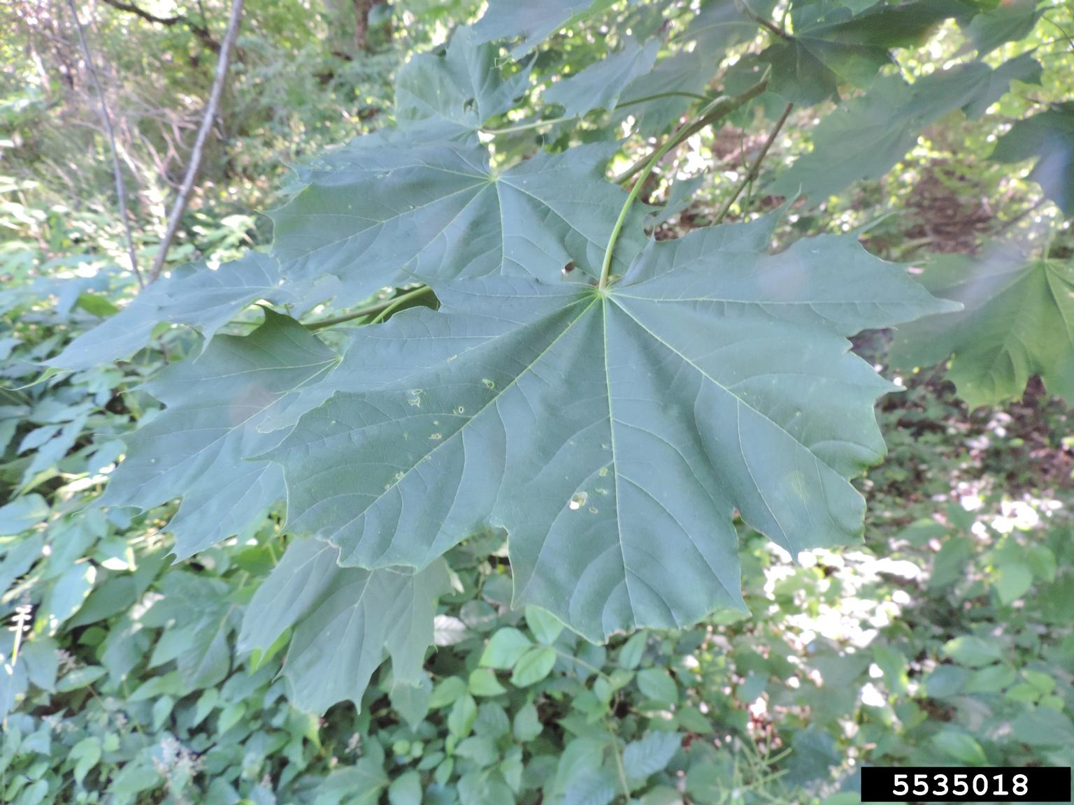 Norway maple (Acer platanoides L.)
