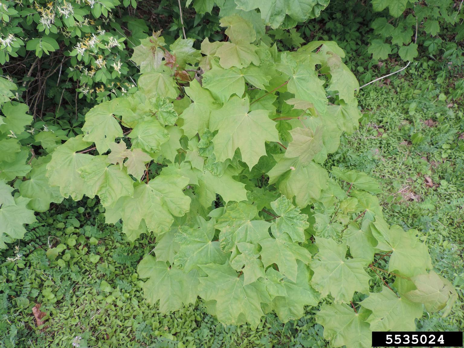 Norway maple (Acer platanoides L.)
