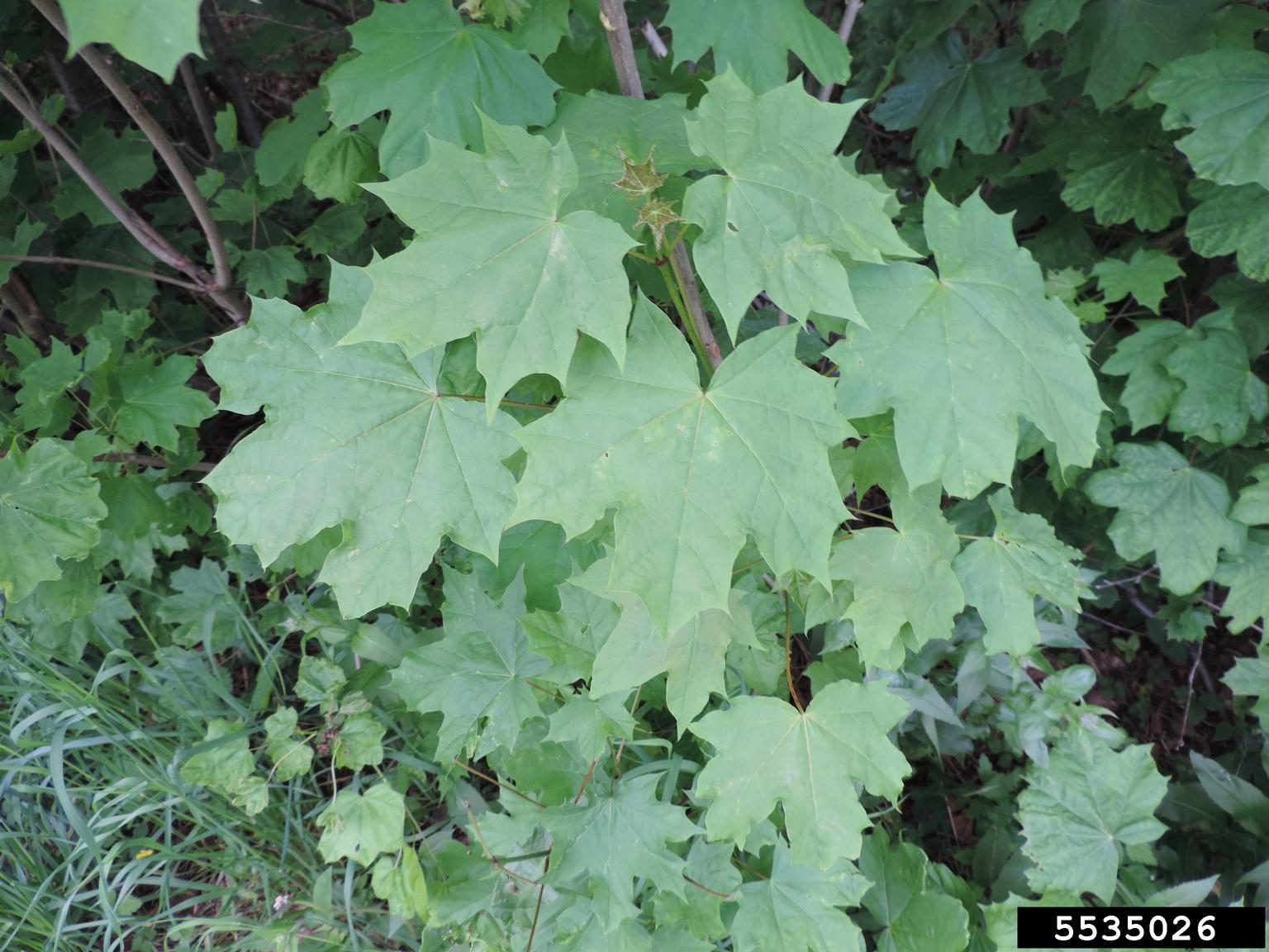 Norway maple (Acer platanoides)