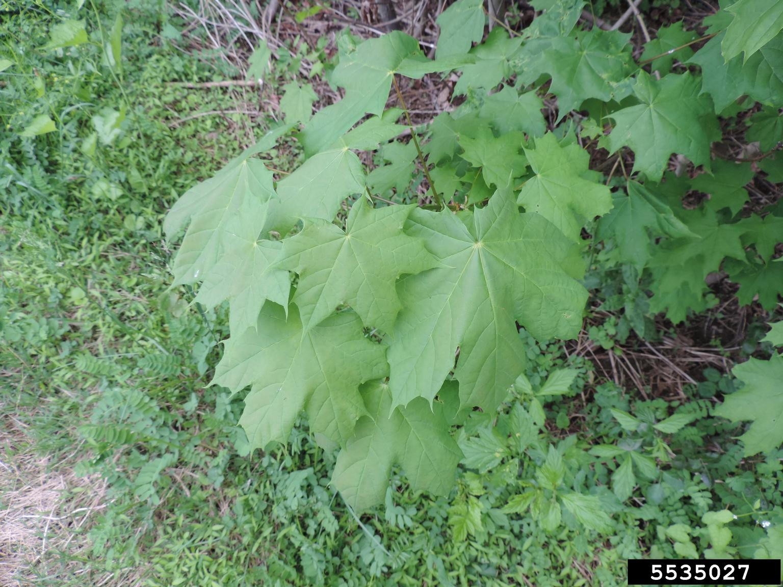 Norway maple (Acer platanoides L.)