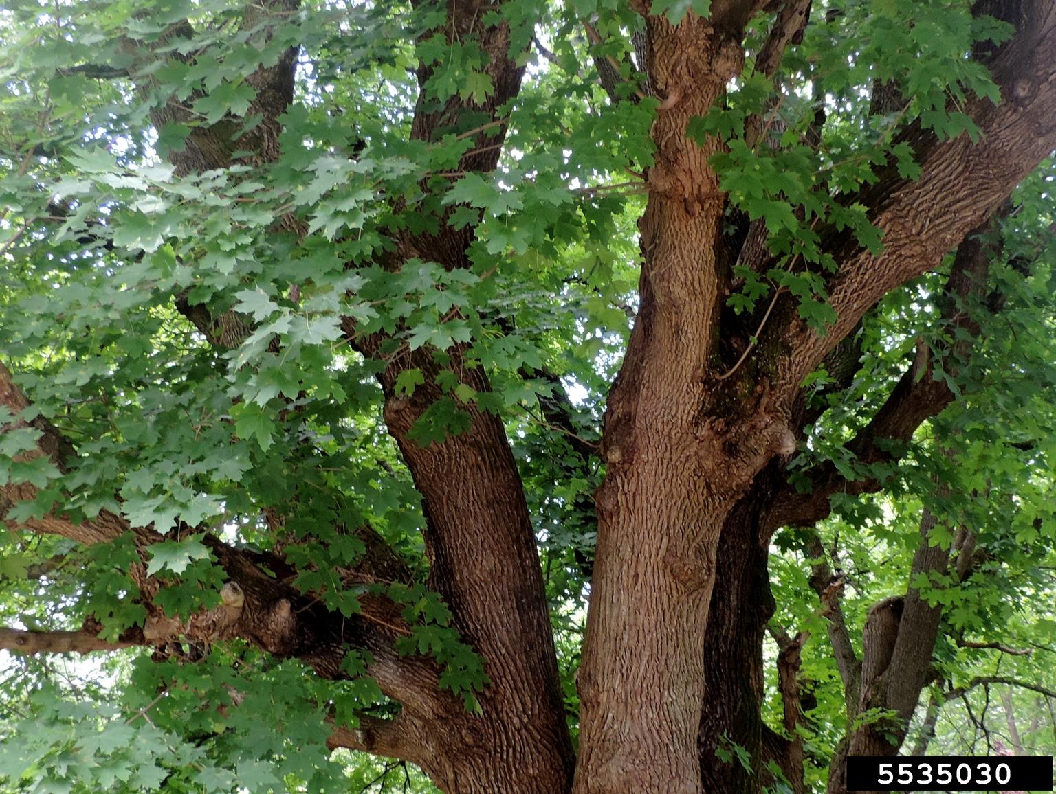 Norway maple (Acer platanoides)