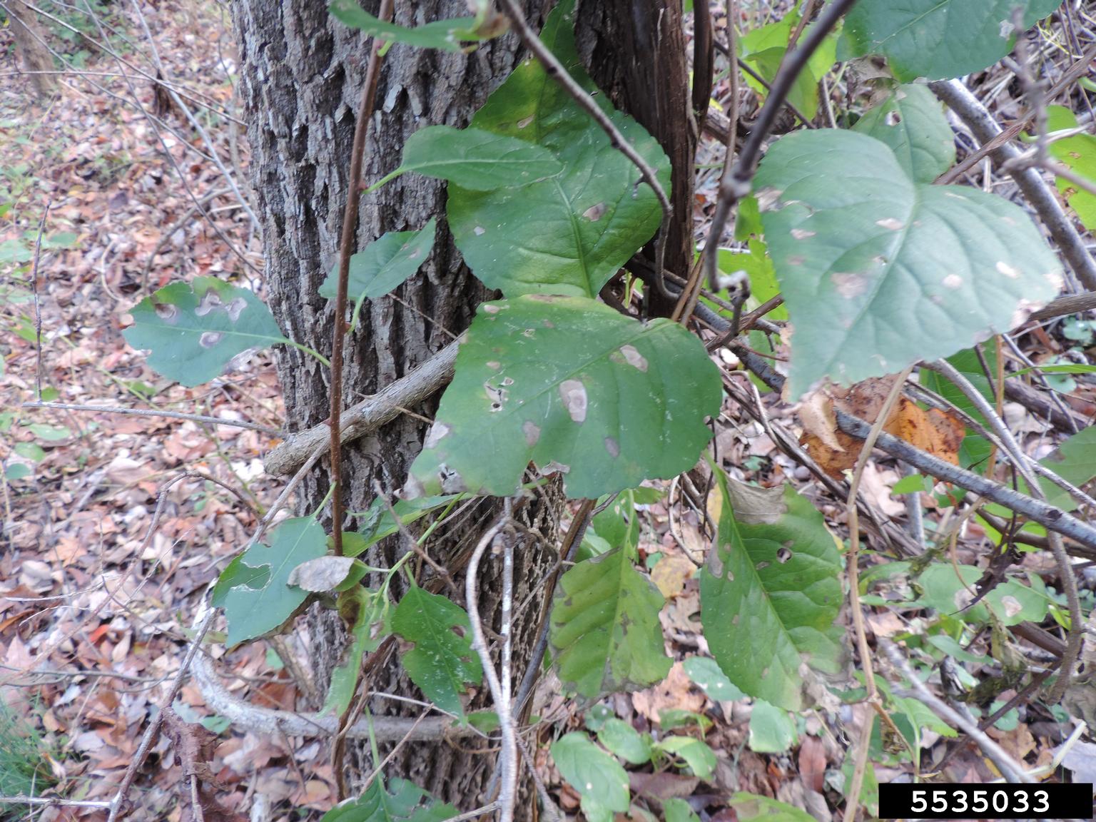 round leaf bittersweet (Celastrus orbiculatus Thunb.)