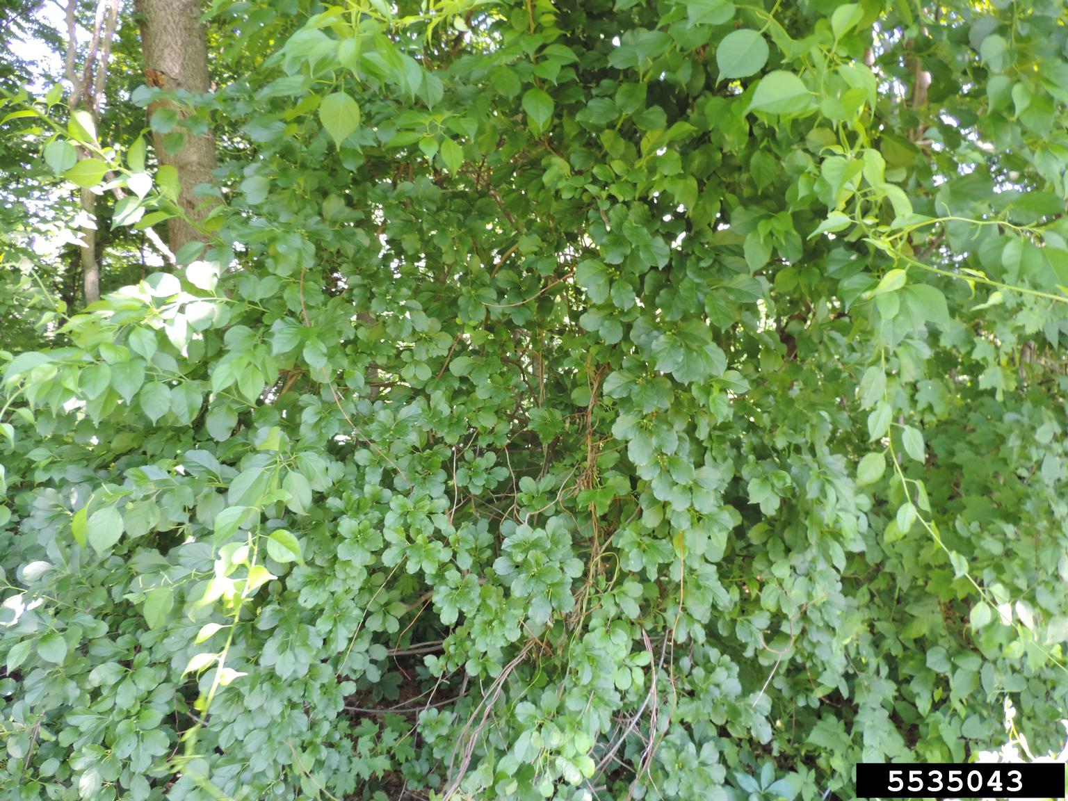 round leaf bittersweet (Celastrus orbiculatus Thunb.)
