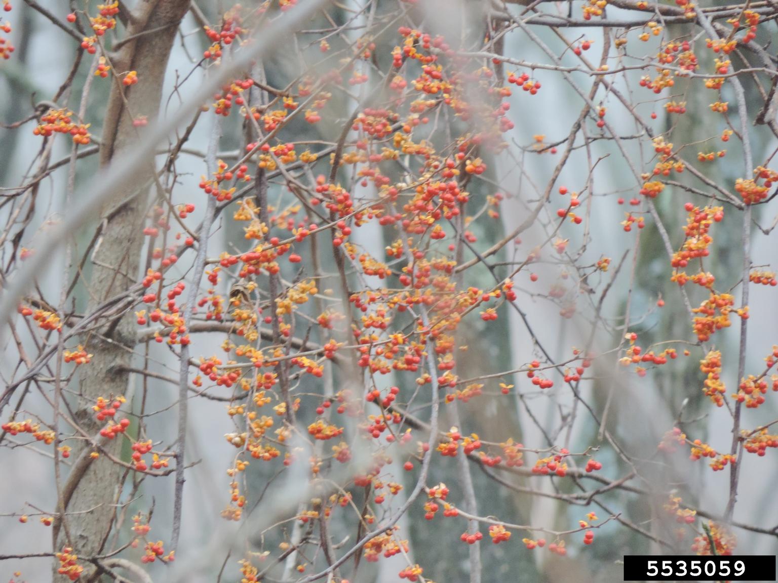 round leaf bittersweet (Celastrus orbiculatus Thunb.)