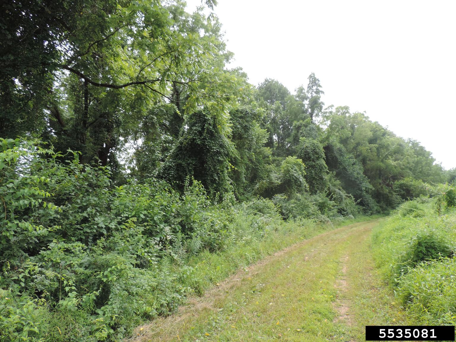 round leaf bittersweet (Celastrus orbiculatus Thunb.)
