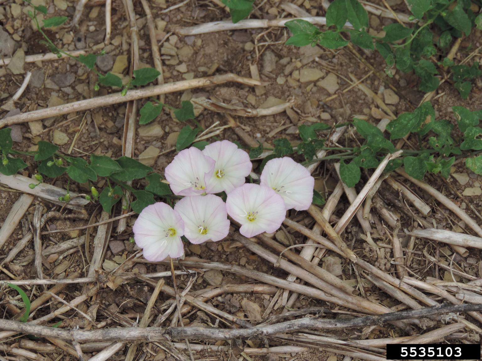 bindweed (Genus Convolvulus)