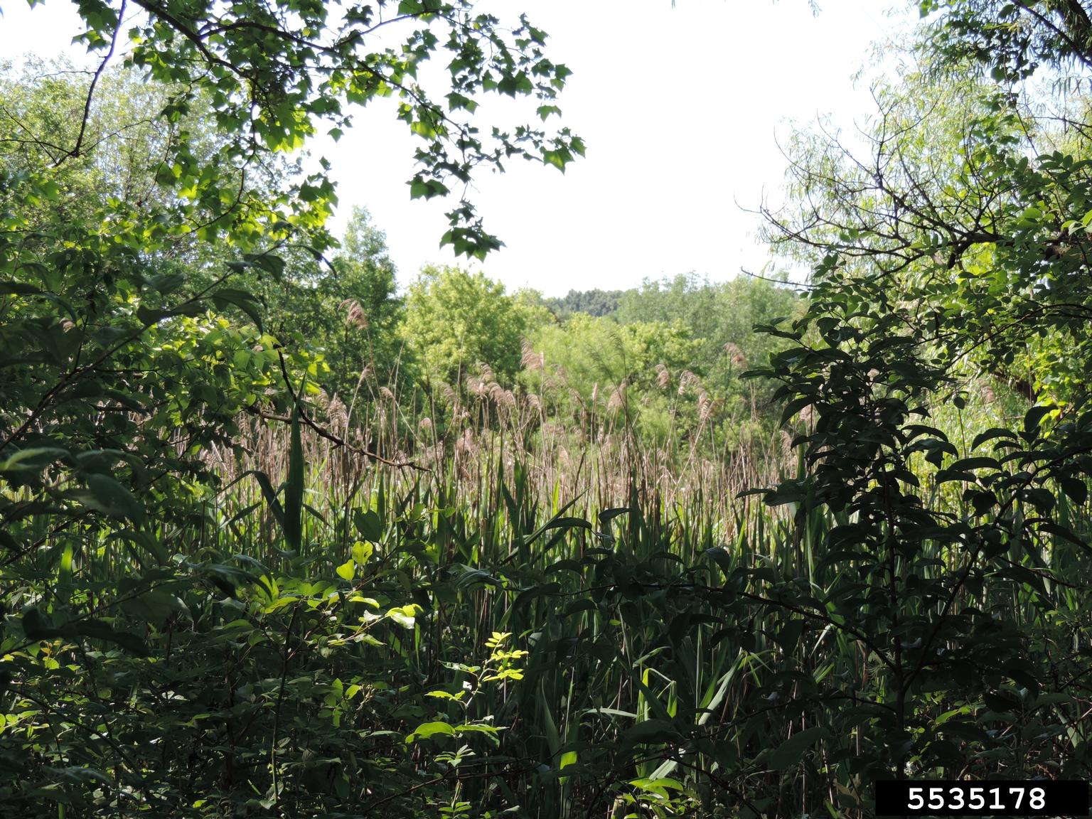 common reed (Phragmites australis (Cavanilles) Trinius ex Steudel)