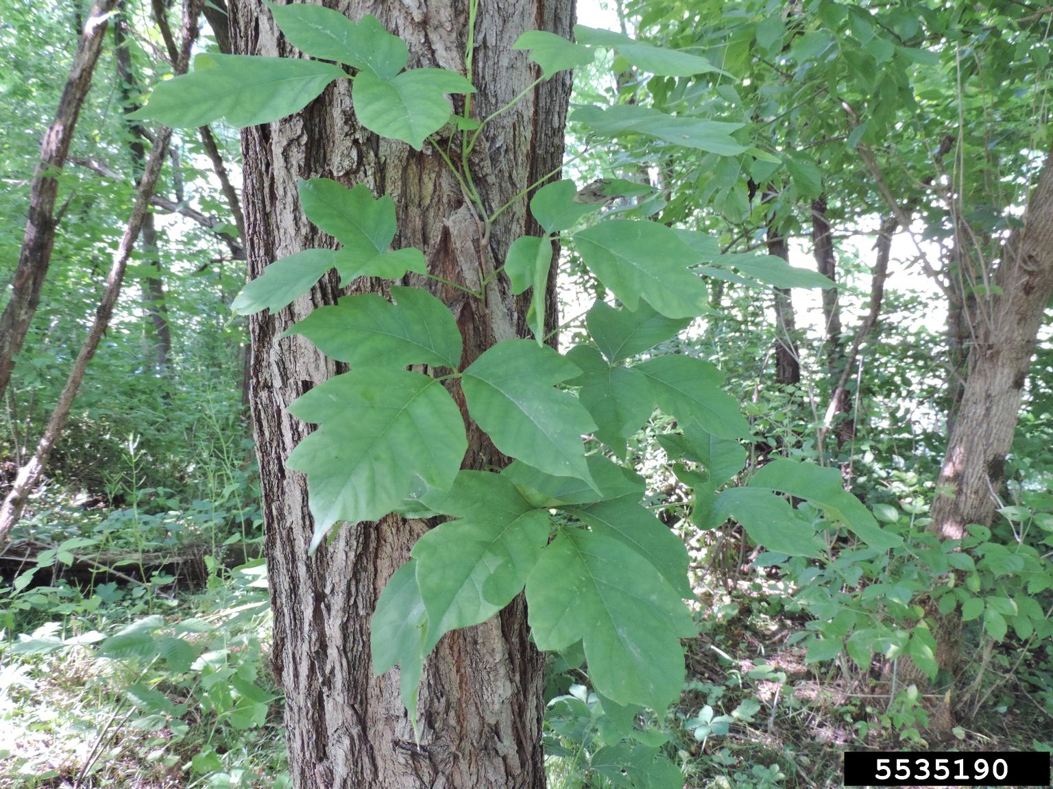 eastern poison-ivy (Toxicodendron radicans)