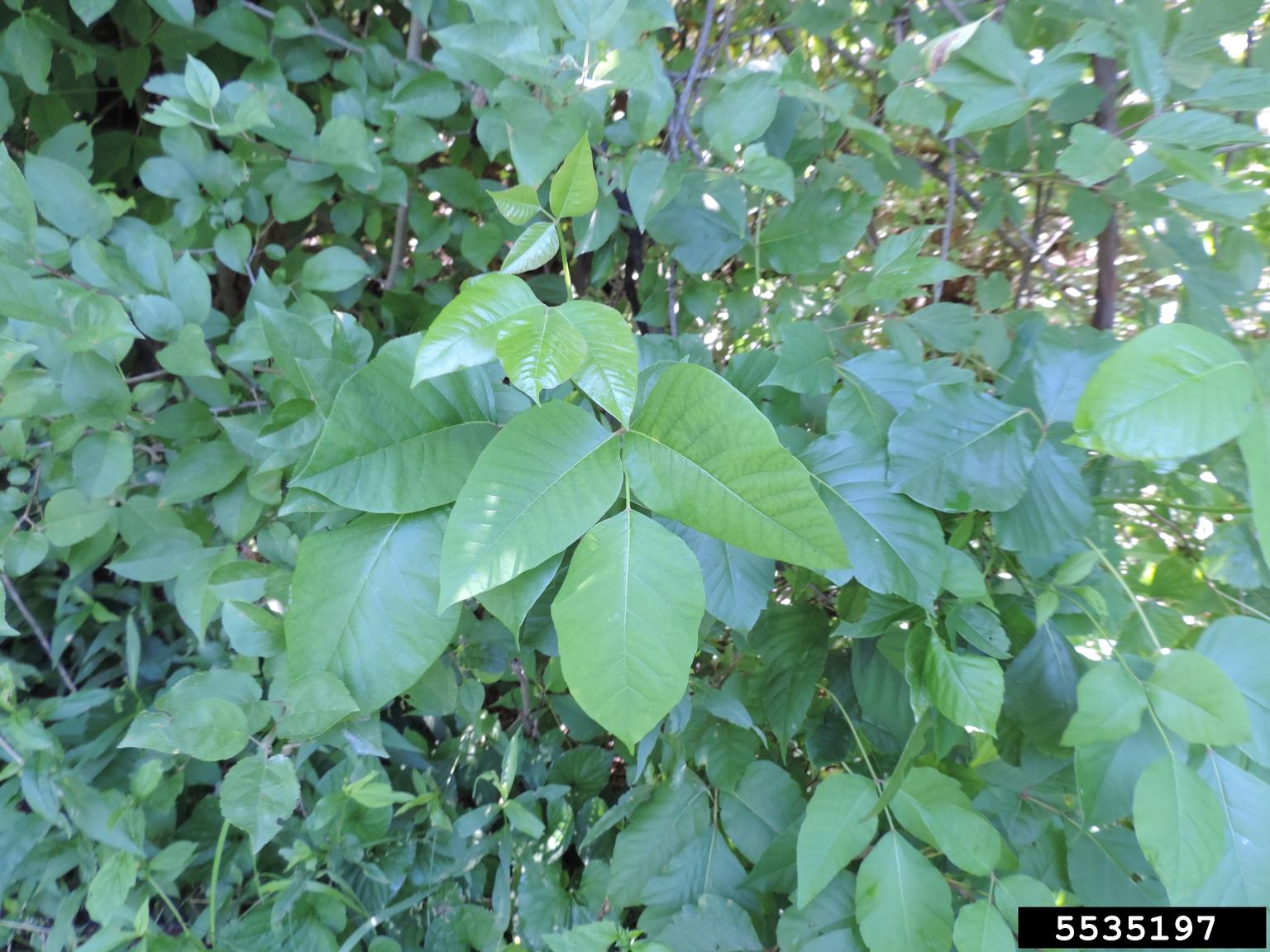 eastern poison-ivy (Toxicodendron radicans (L.)Kuntze)