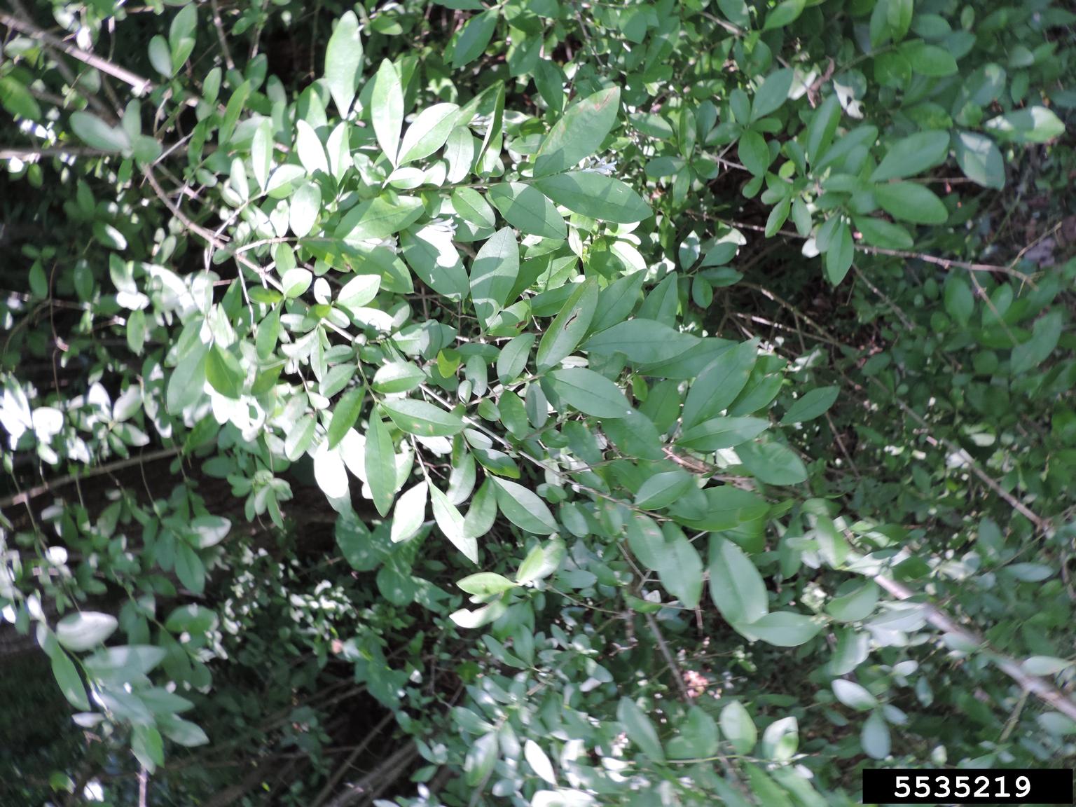 Chinese privet (Ligustrum sinense Lour.)