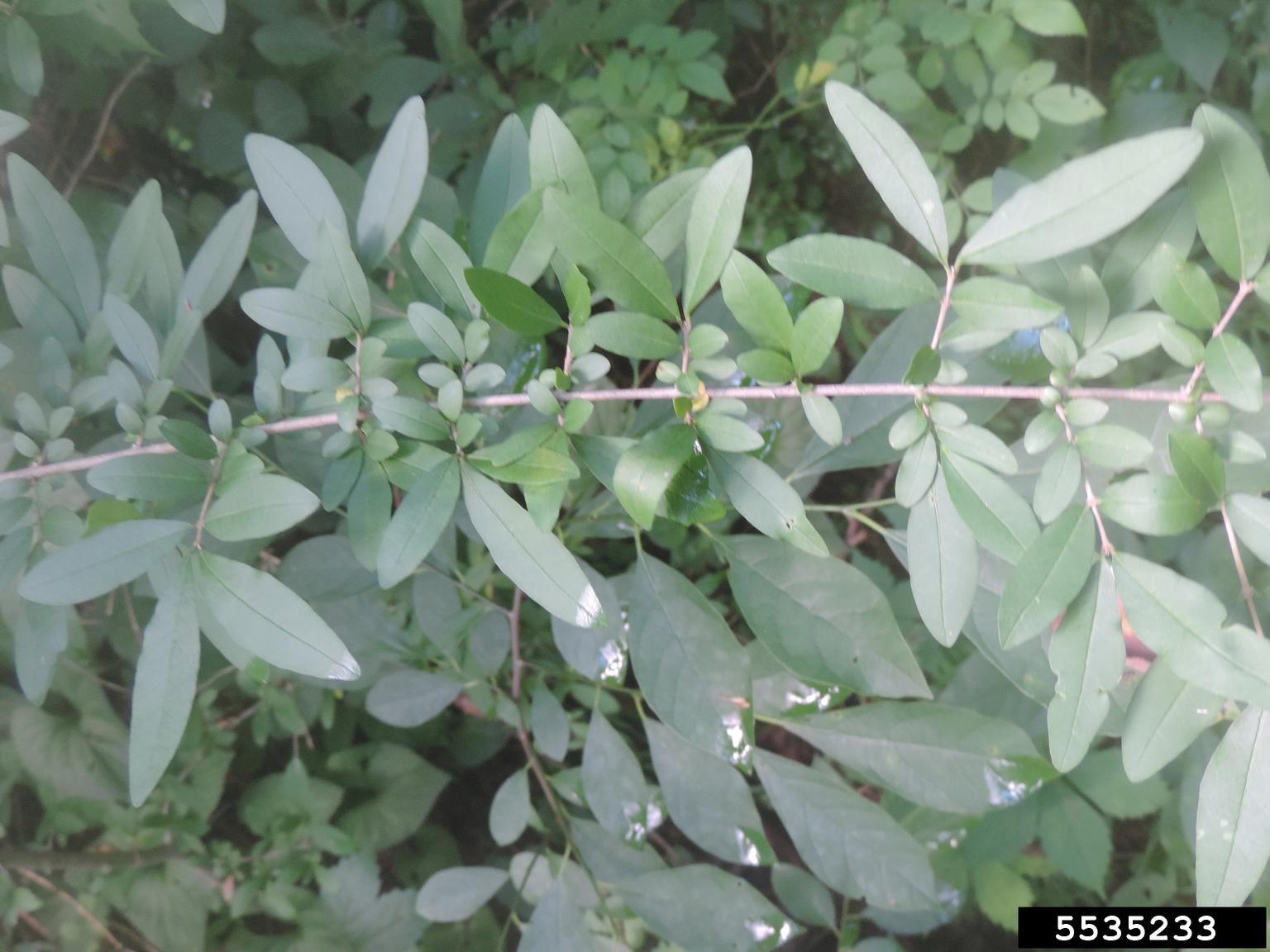 Chinese privet (Ligustrum sinense)