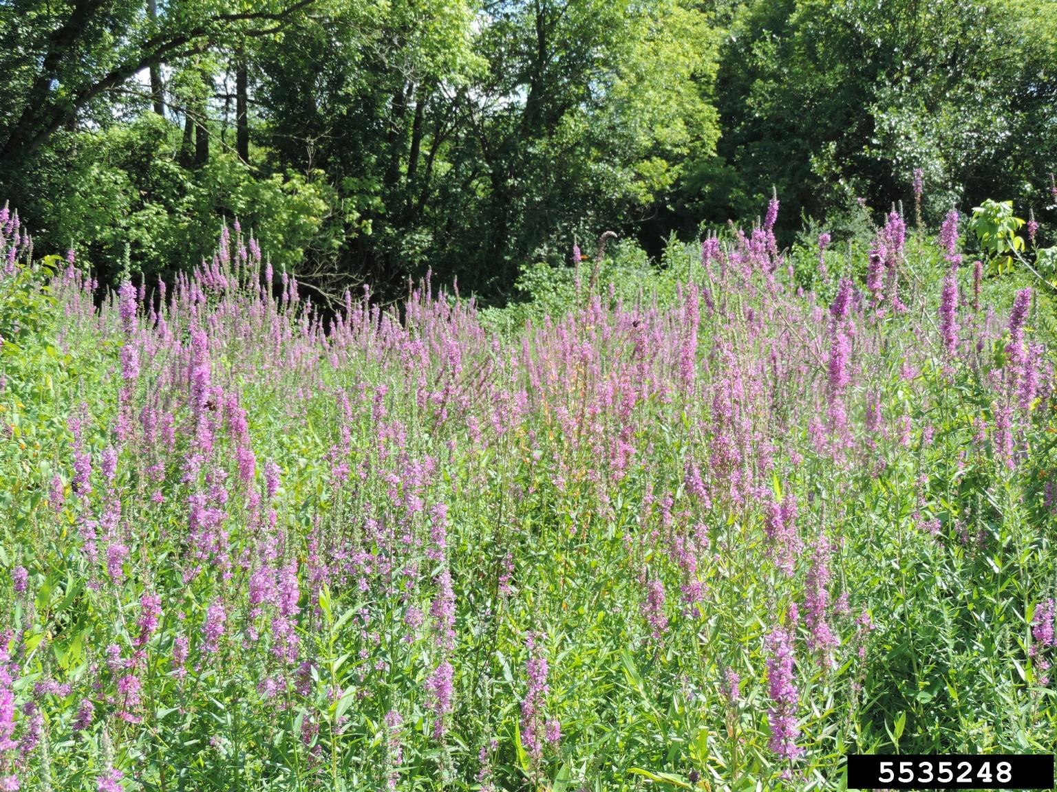 purple loosestrife (Lythrum salicaria L.)