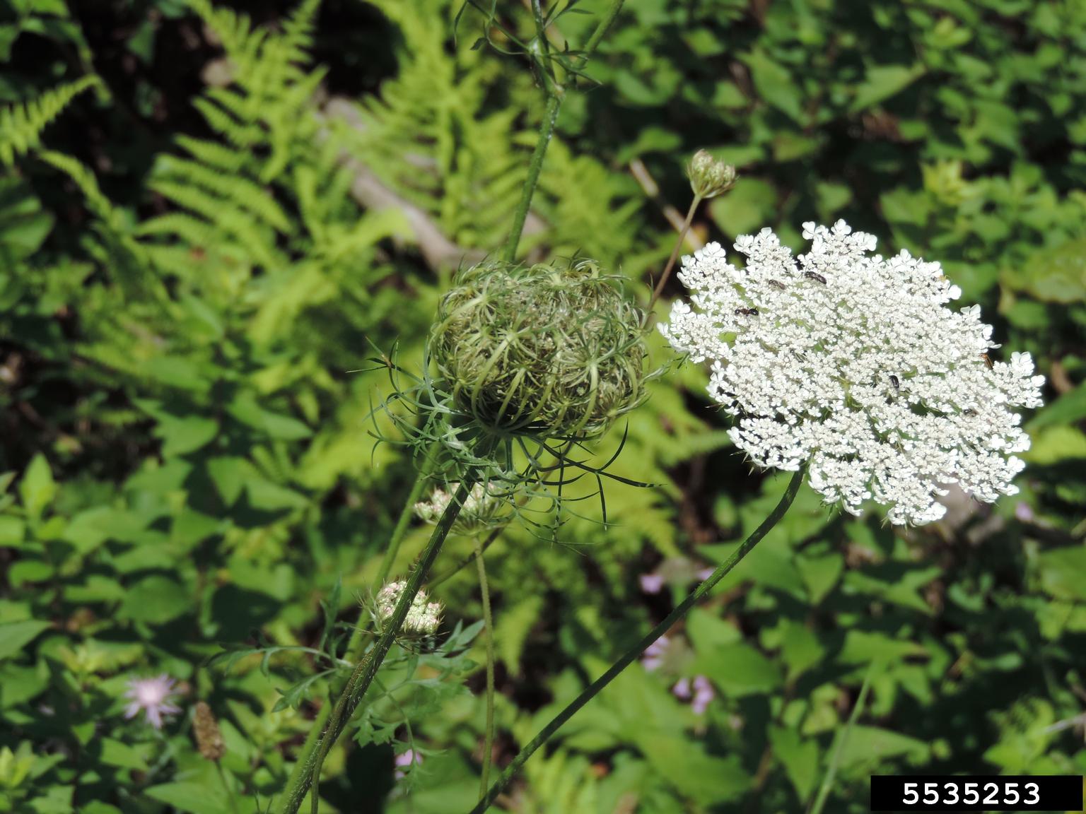 Queen Anne's lace, wild carrot (Daucus carota L.)
