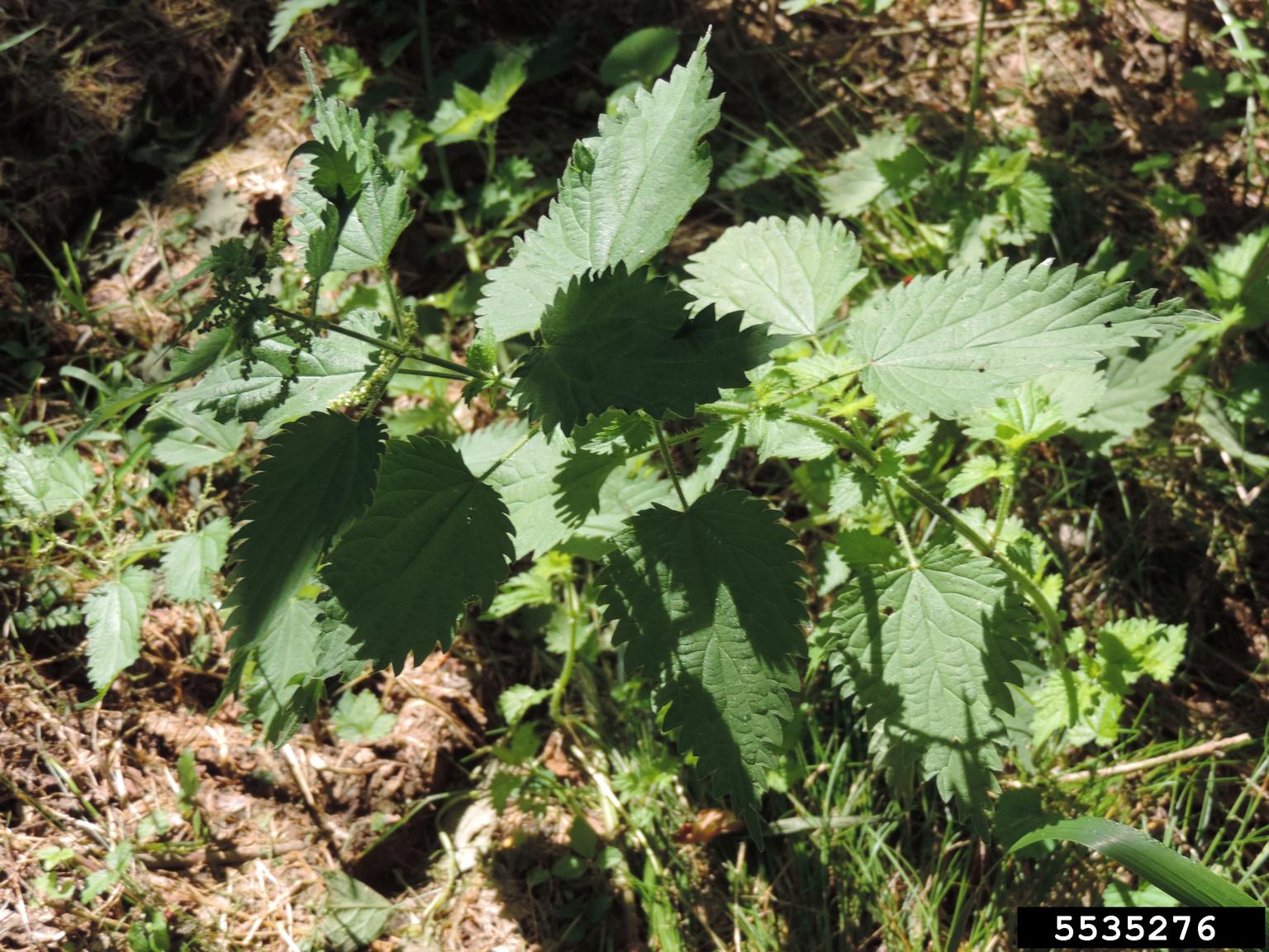 stinging nettle (Urtica dioica)