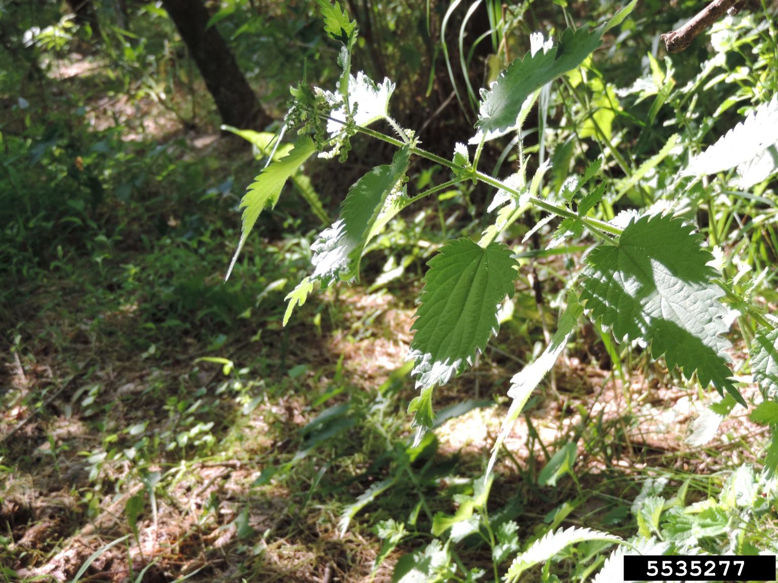 stinging nettle (Urtica dioica)