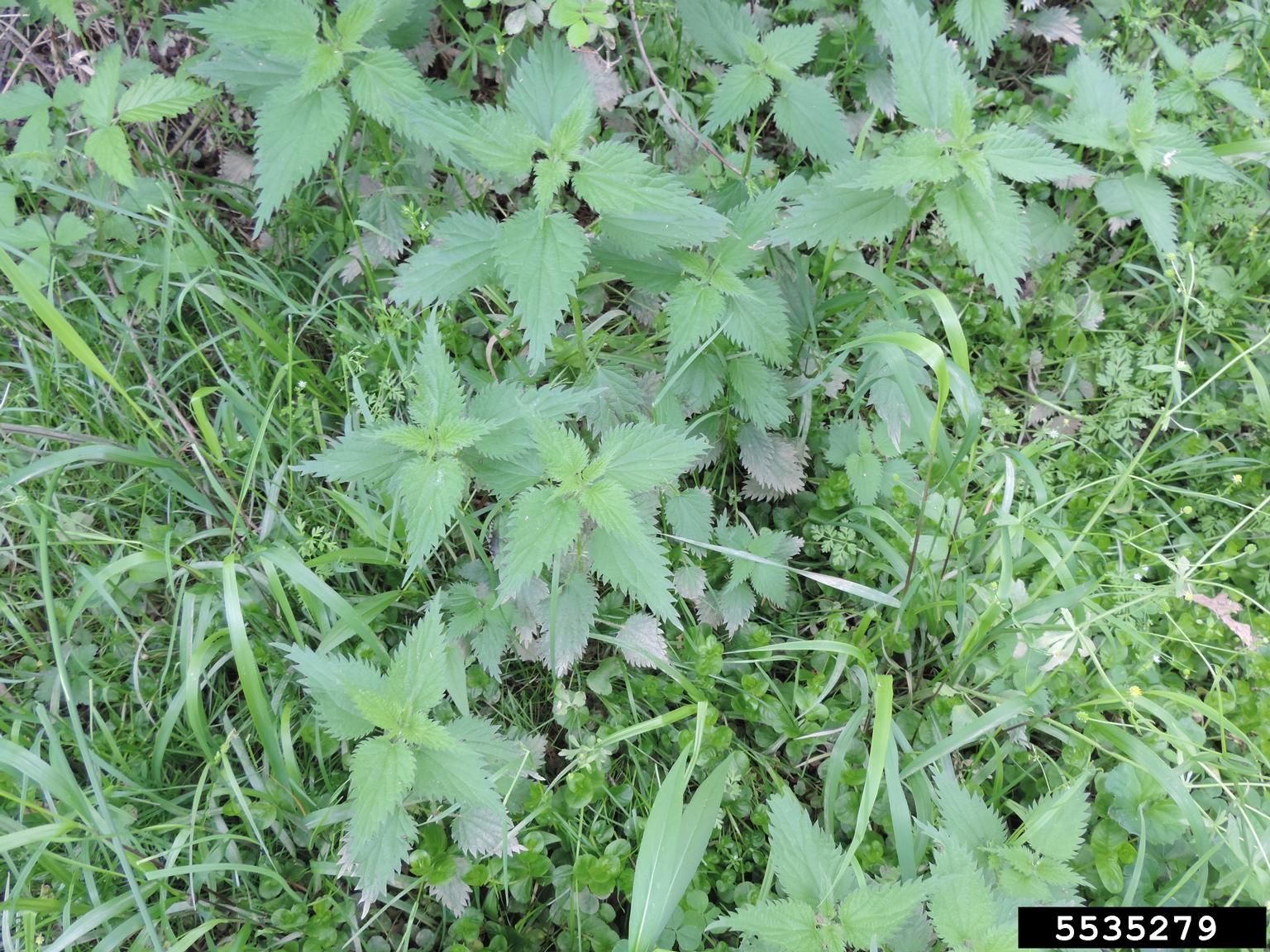 stinging nettle (Urtica dioica)