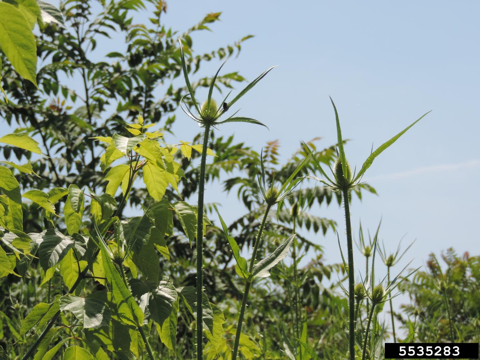 teasel (Genus Dipsacus)