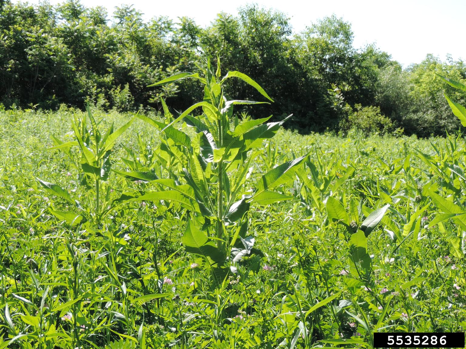 teasel (Genus Dipsacus)