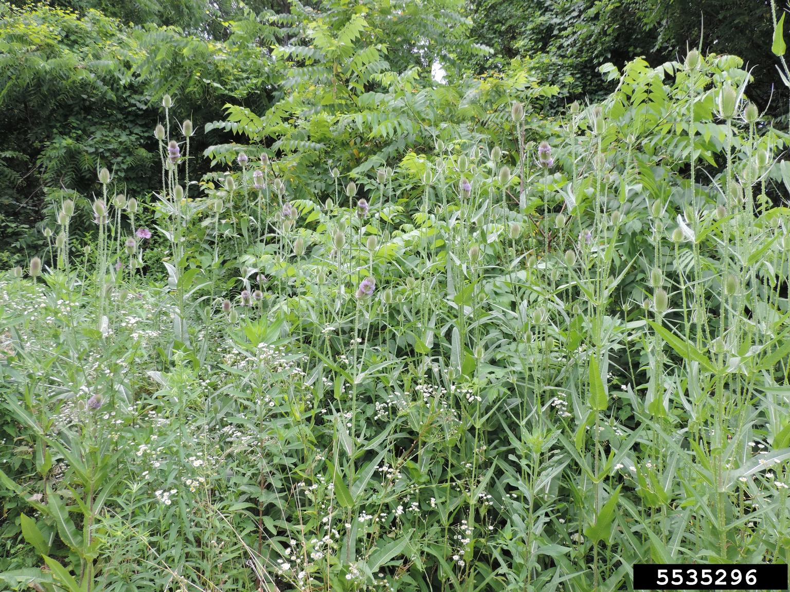 teasel (Genus Dipsacus)