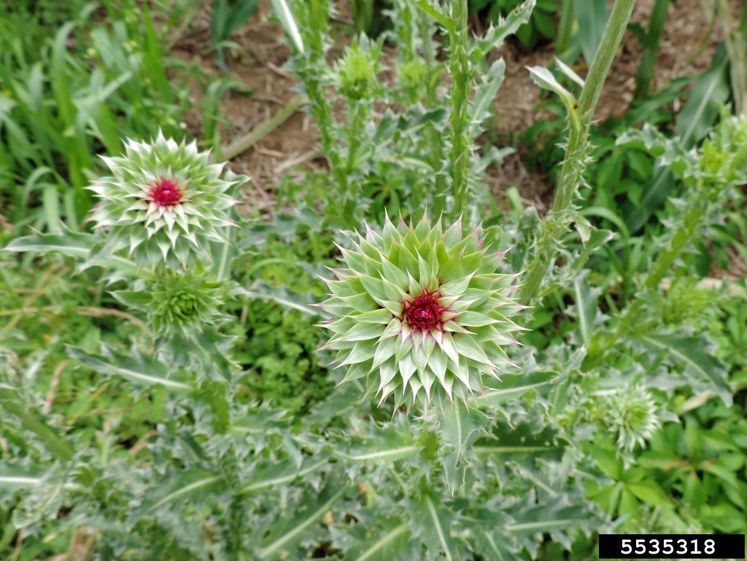 musk thistle, nodding thistle (Carduus nutans)
