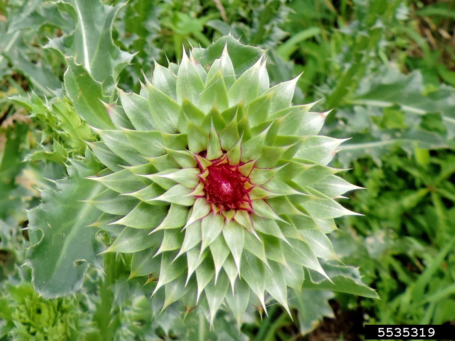 musk thistle, nodding thistle (Carduus nutans L.)
