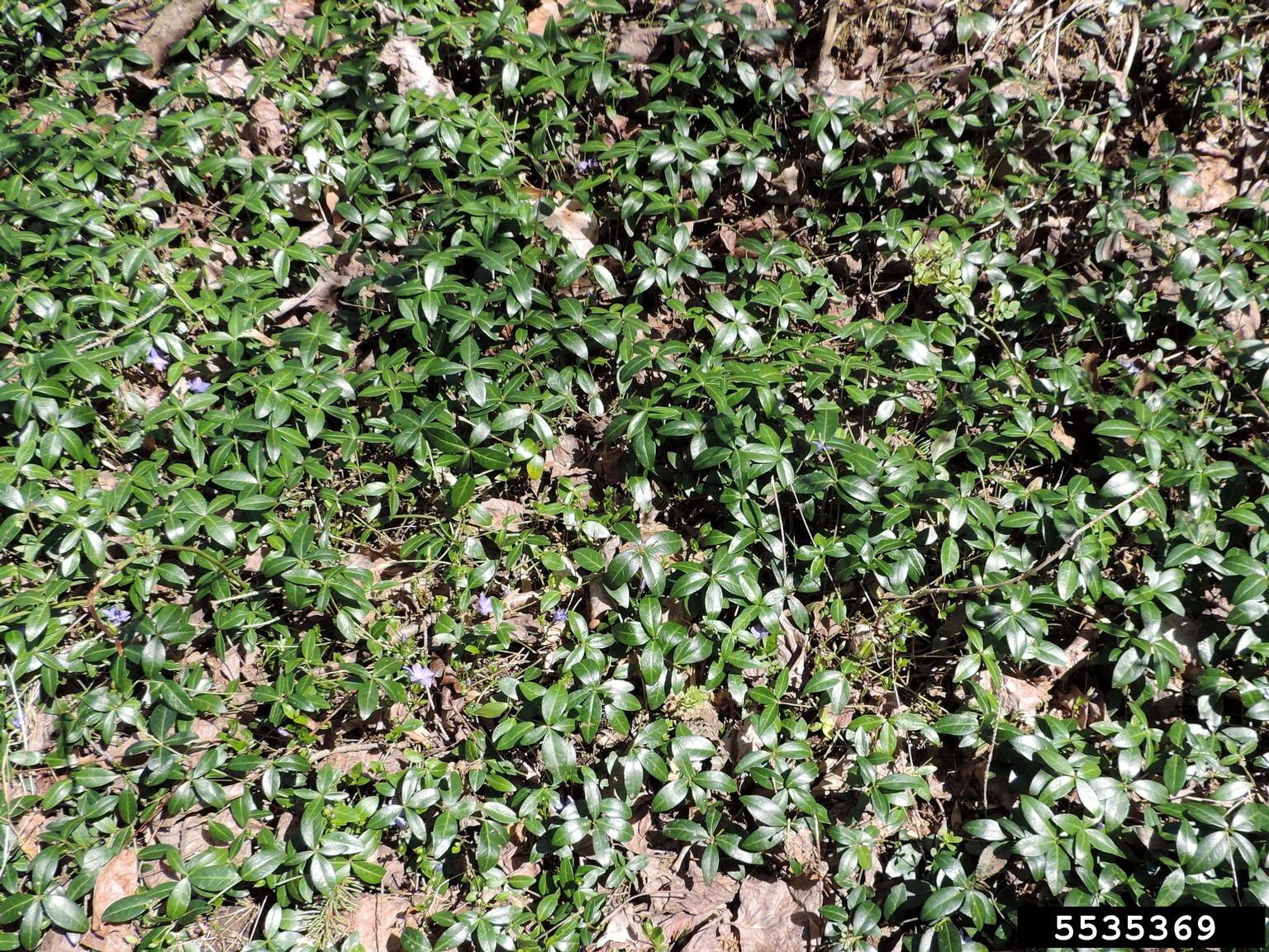 periwinkle (Genus Vinca L.)