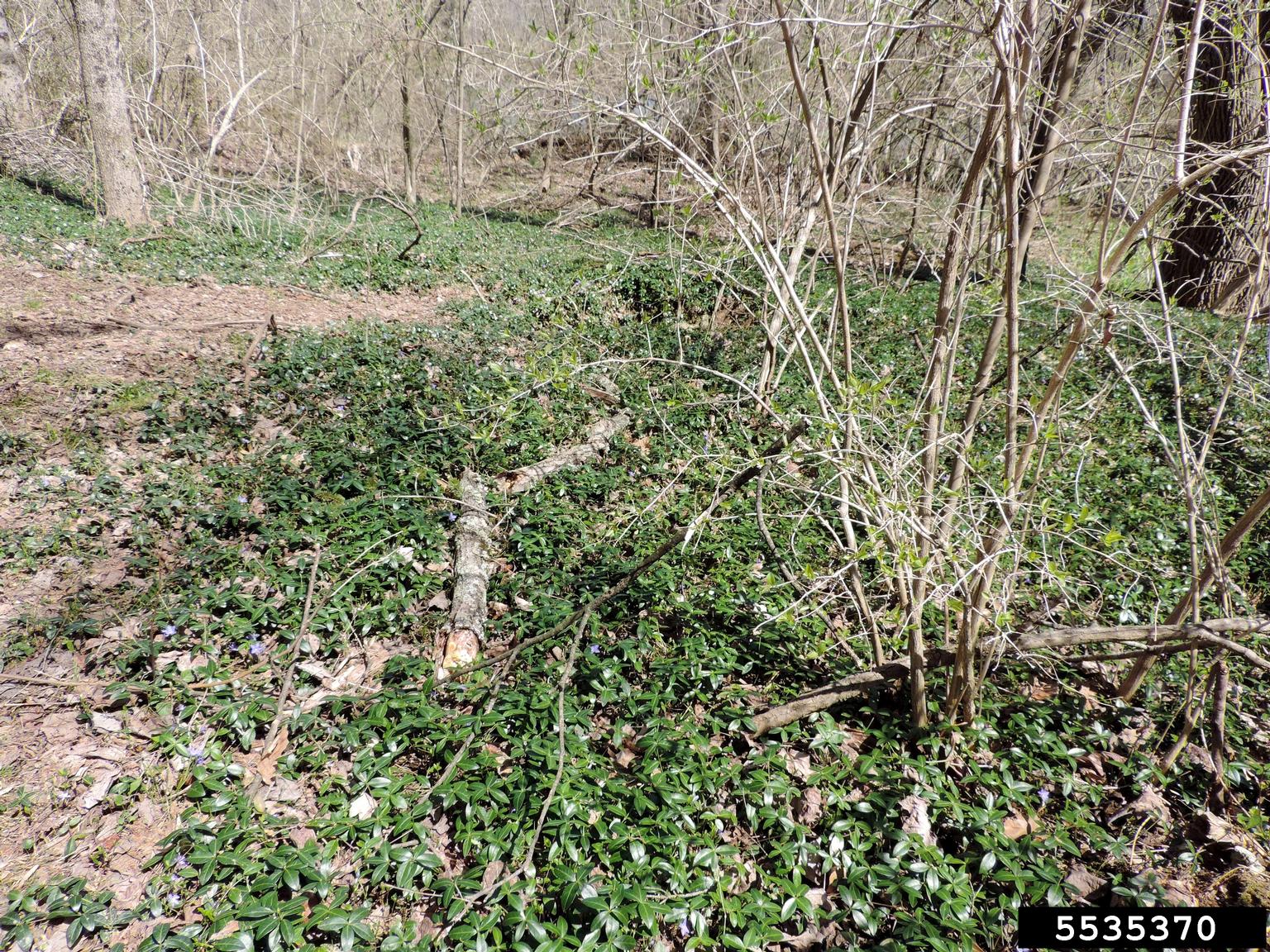 periwinkle (Genus Vinca L.)