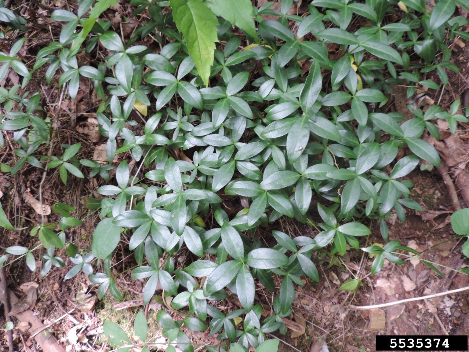 periwinkle (Genus Vinca L.)