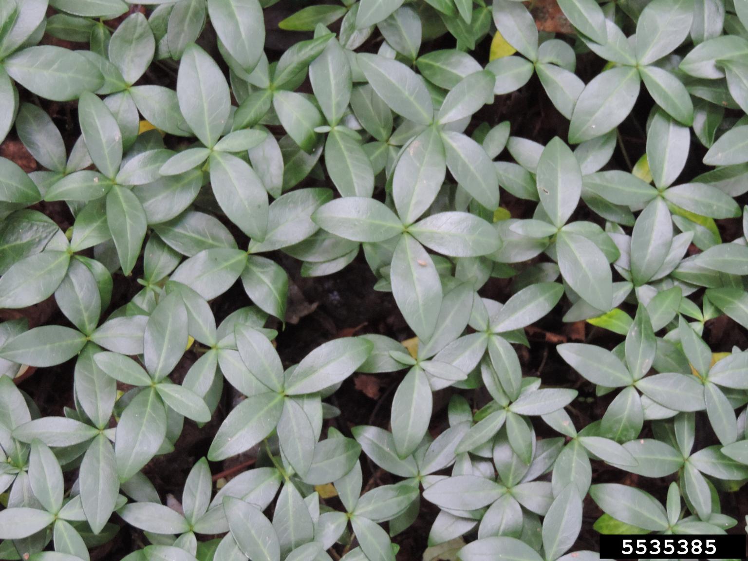 periwinkle (Genus Vinca L.)