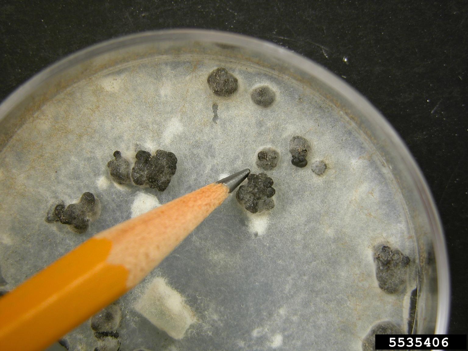 gray mold (Botrytis cinerea)