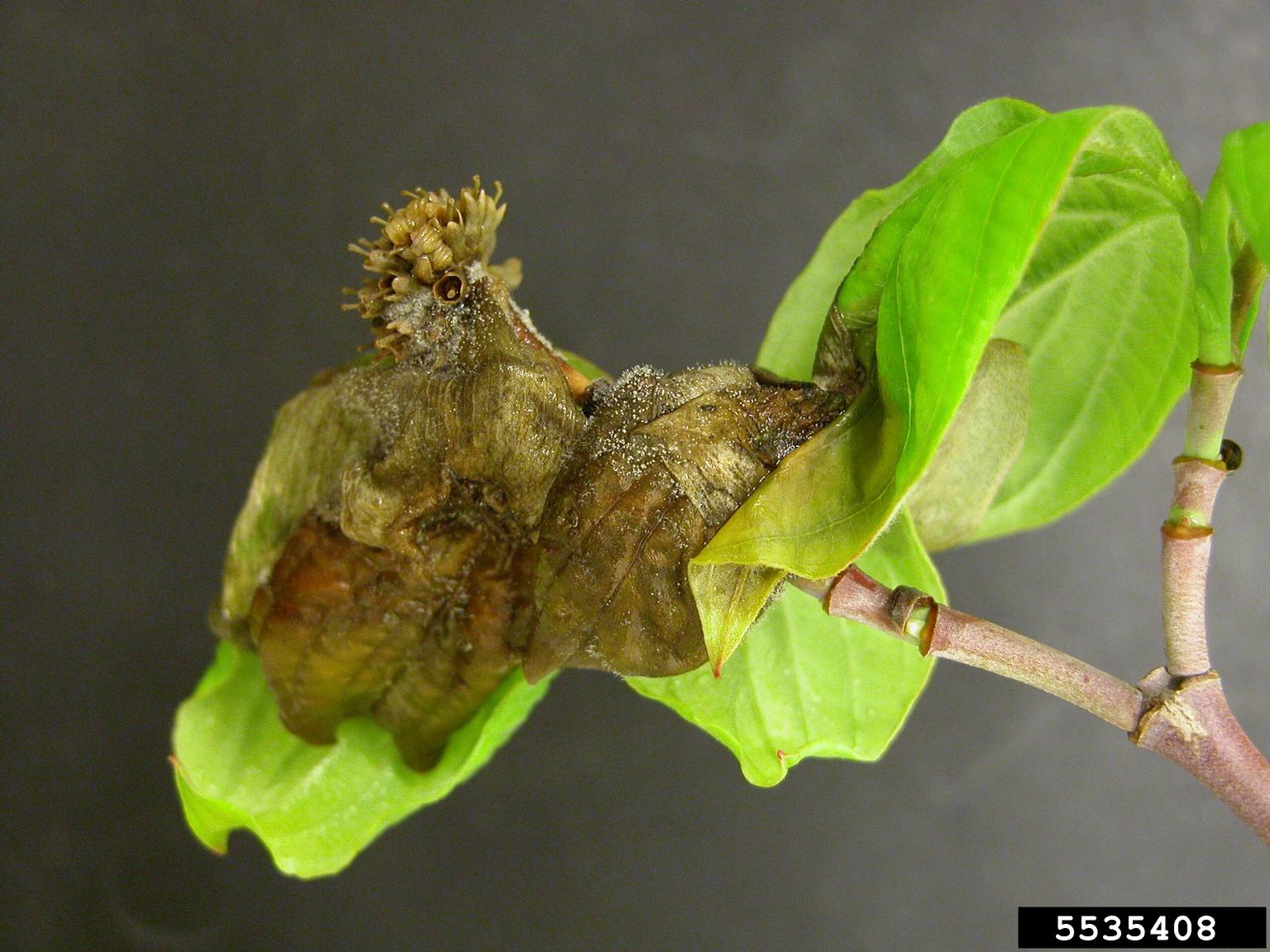 gray molds (Genus Botrytis P. Mich. ex. Pers.)