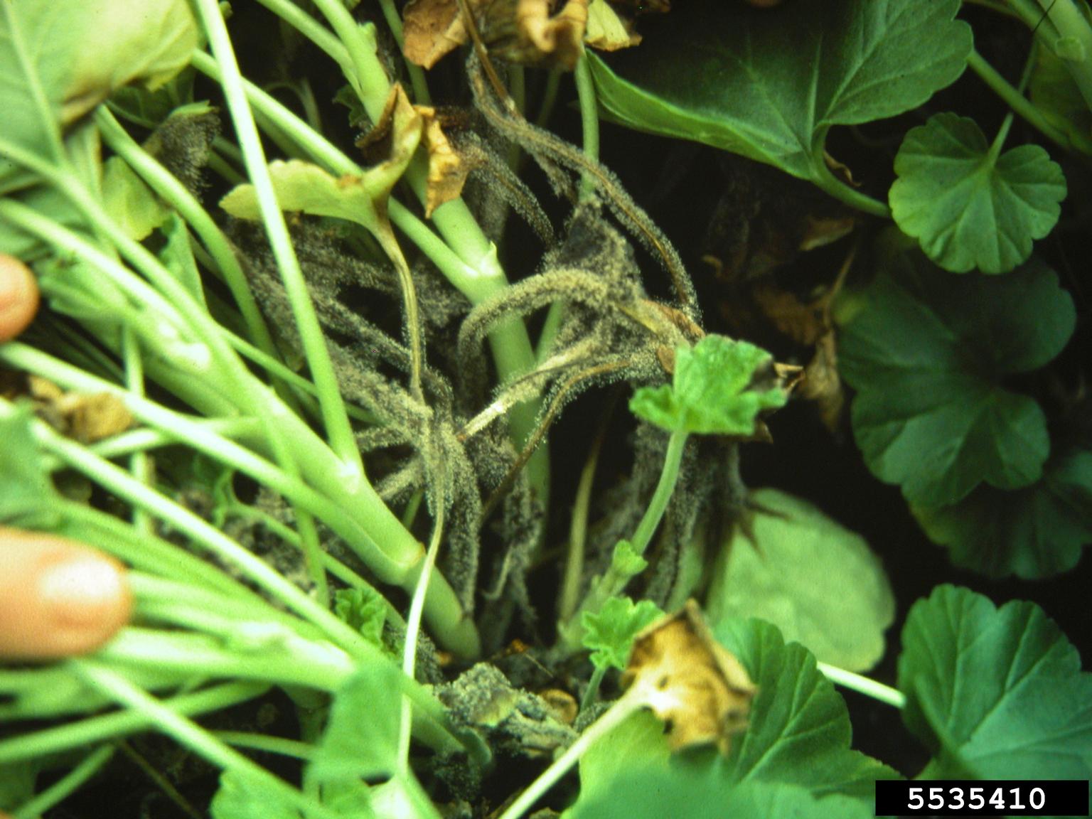 gray molds (Genus Botrytis P. Mich. ex. Pers.)