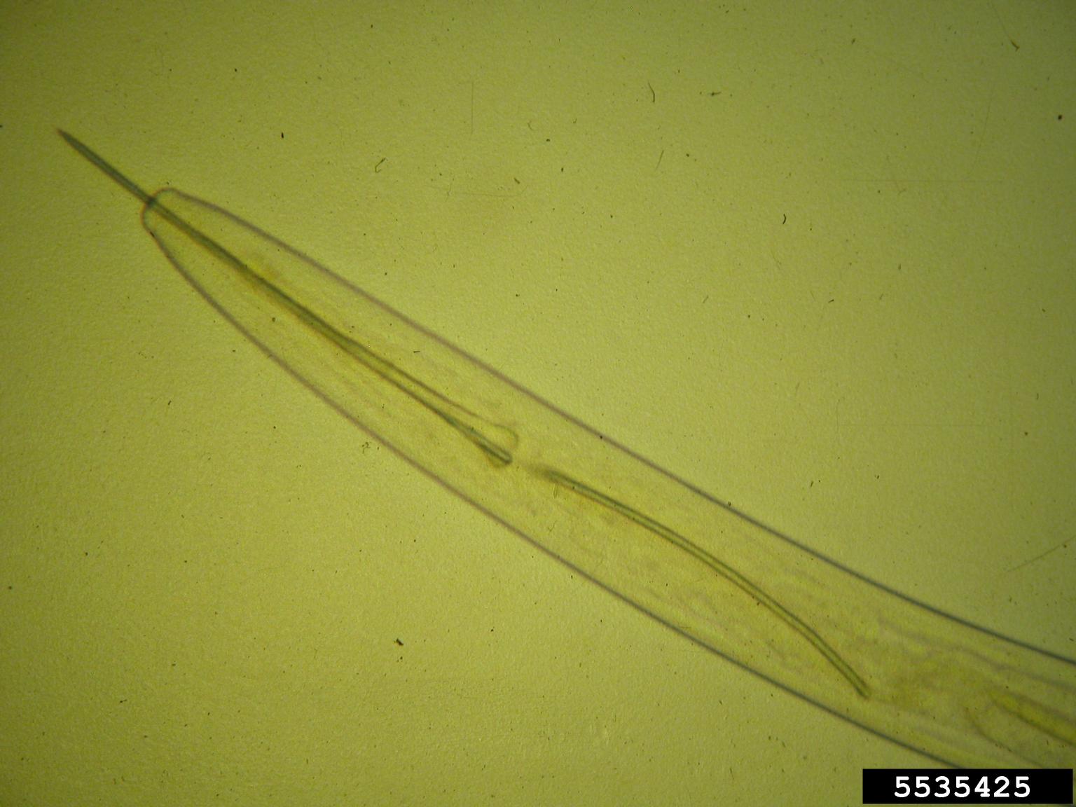 dagger nematodes (Genus Xiphinema)