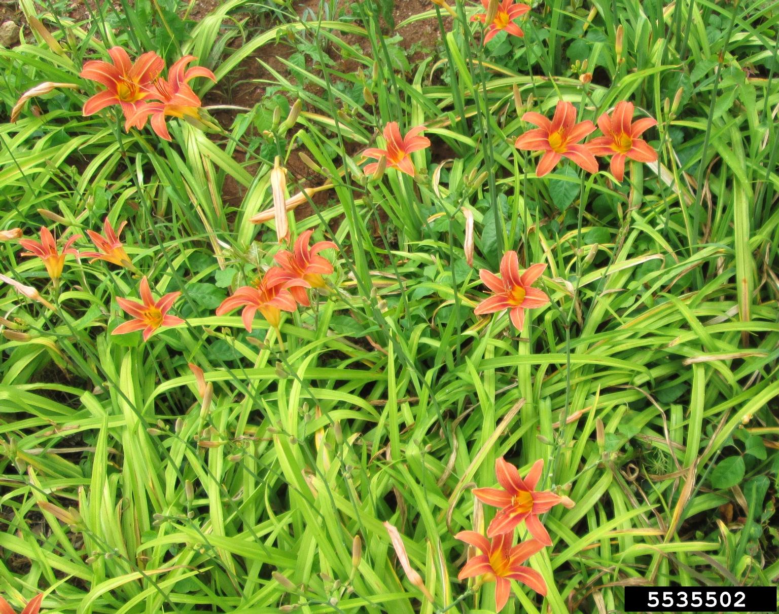 tawny daylily (Hemerocallis fulva)