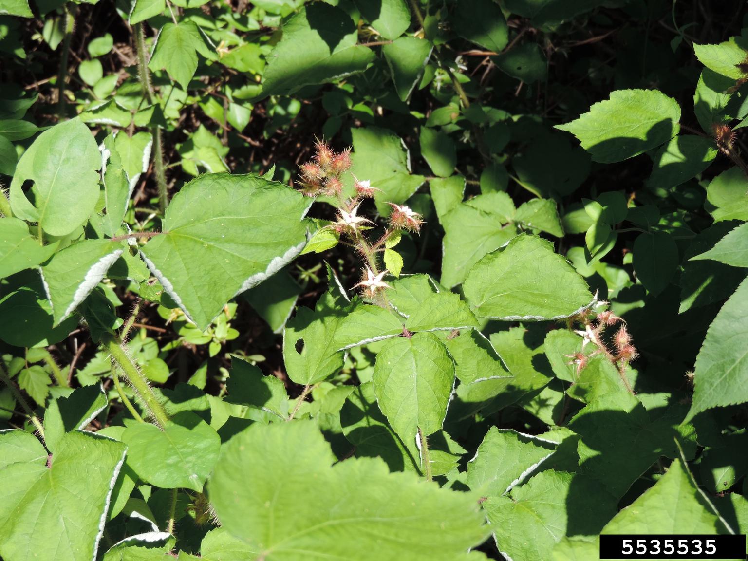 wine raspberry (Rubus phoenicolasius Maxim.)